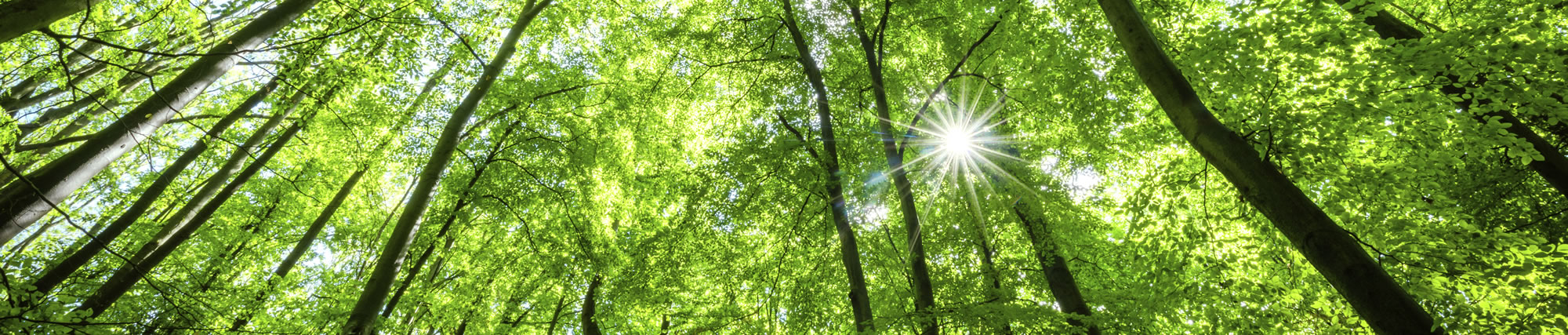 Organic Dyes & Pigments Supplier - Custom Dye Manufacturer